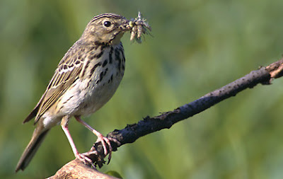 OmegaArt: Burung Pipit Yang Tidak Tahu Berterima Kasih