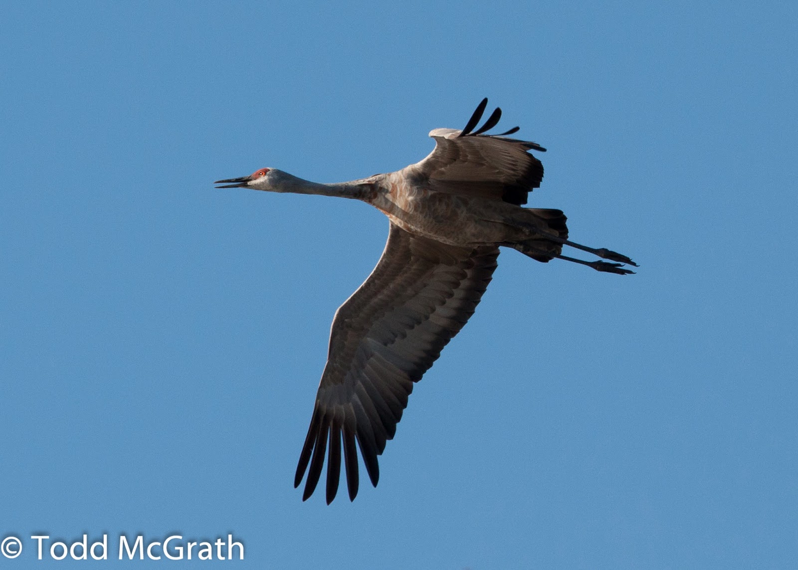 Mrs. Yollis' Classroom Blog: Wonderful Wingspans!