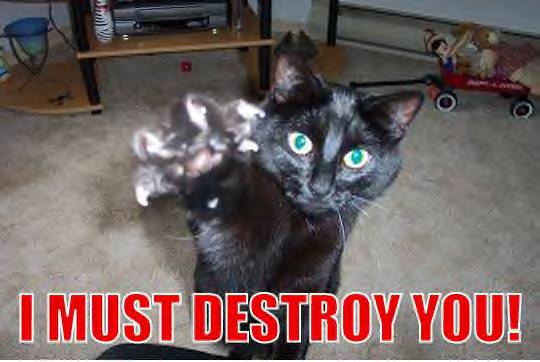 I must destroy you! | Funny Cat Pictures