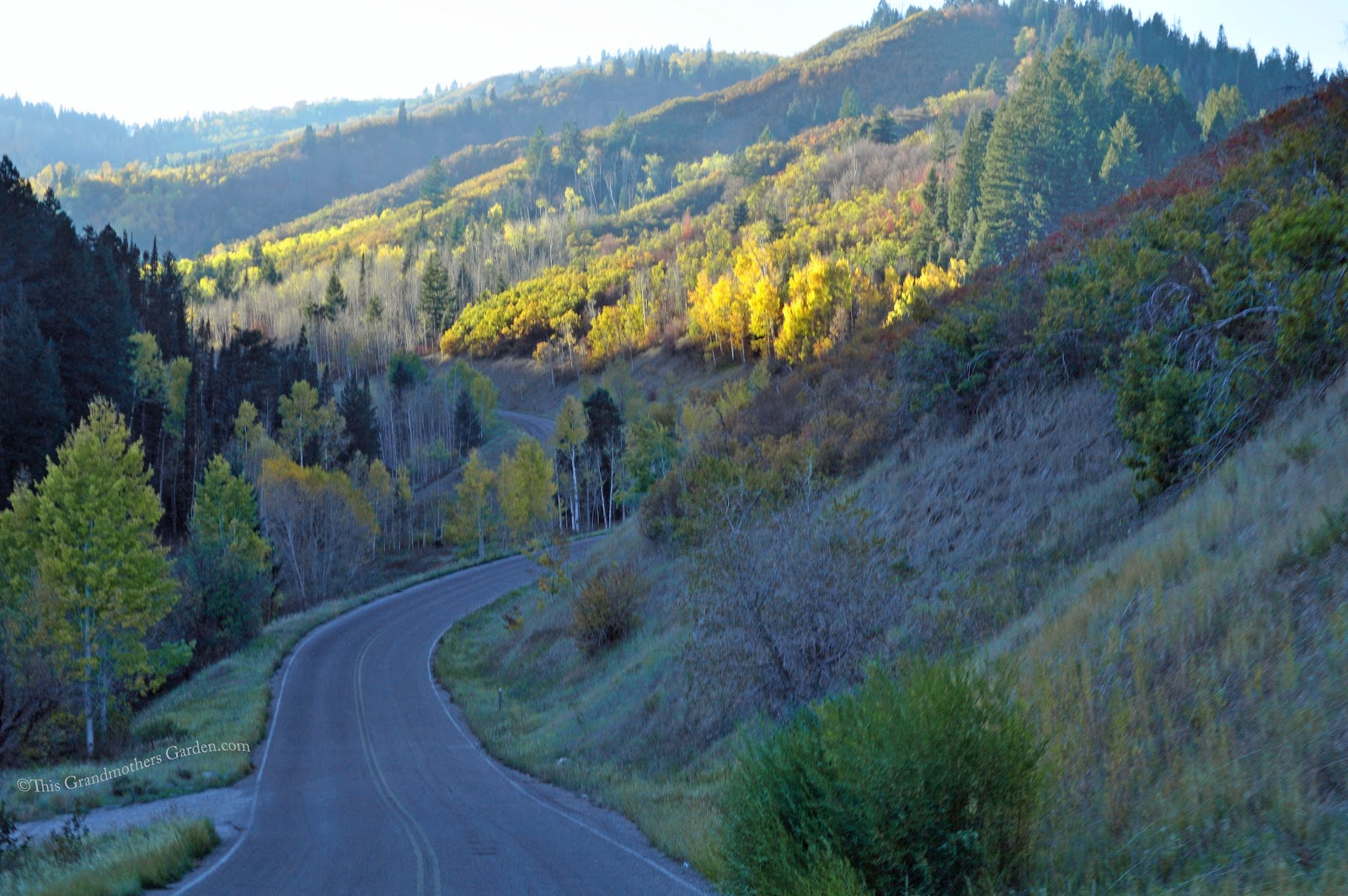 This Grandmother's Garden: The Secret of the Quaking Aspen