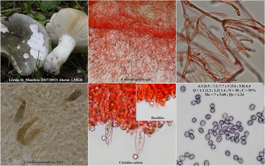 Microscopía de hongos. Vol 4. O - R: Russula grisea