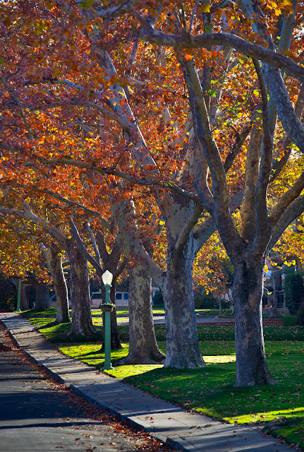 Anthony Dunn Photography: Fall Colors in Sacramento