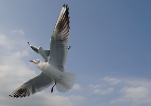 Sayap-sayap Patah | BlogNote