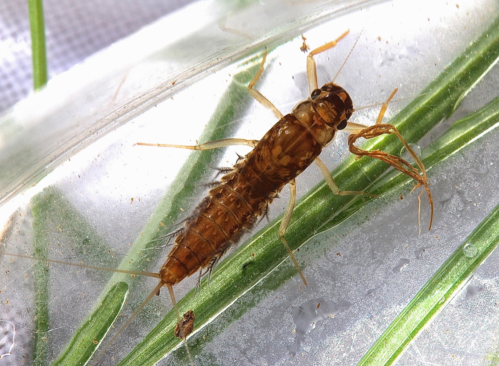Aquatic Insects of Central Virginia: Our common pronggilled mayfly ...