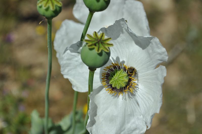RioYeguas: Adormidera. Papaver somniferum. Planta del Opio