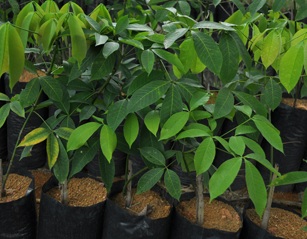 jenis klon pokok getah - Jasmine Alsop