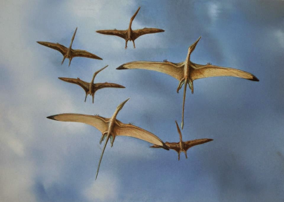 Pteroformer: Rhamphorhynchus Revisited