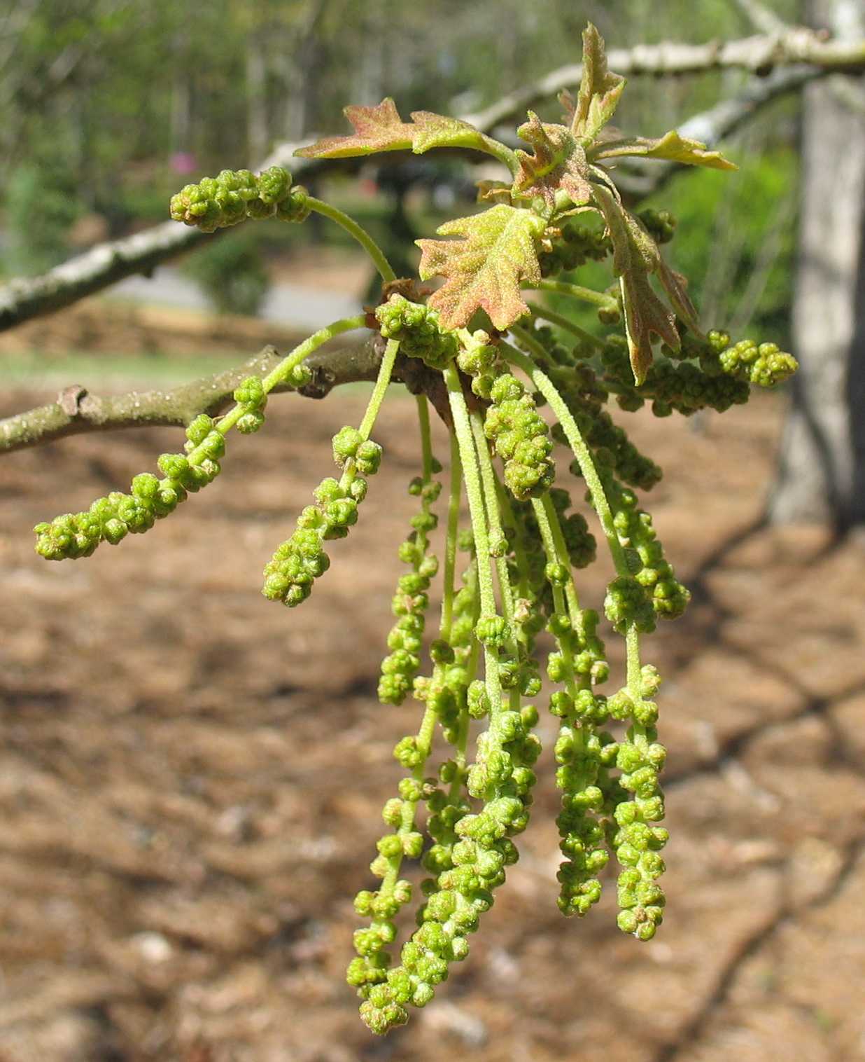 Using Georgia Native Plants: April 2011