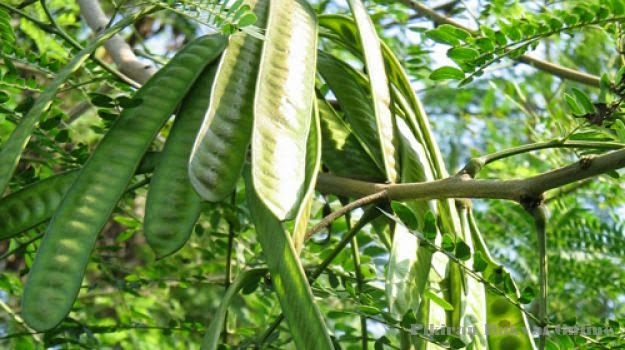 Healty: 5 Health Benefits of Leucaena leucocephala