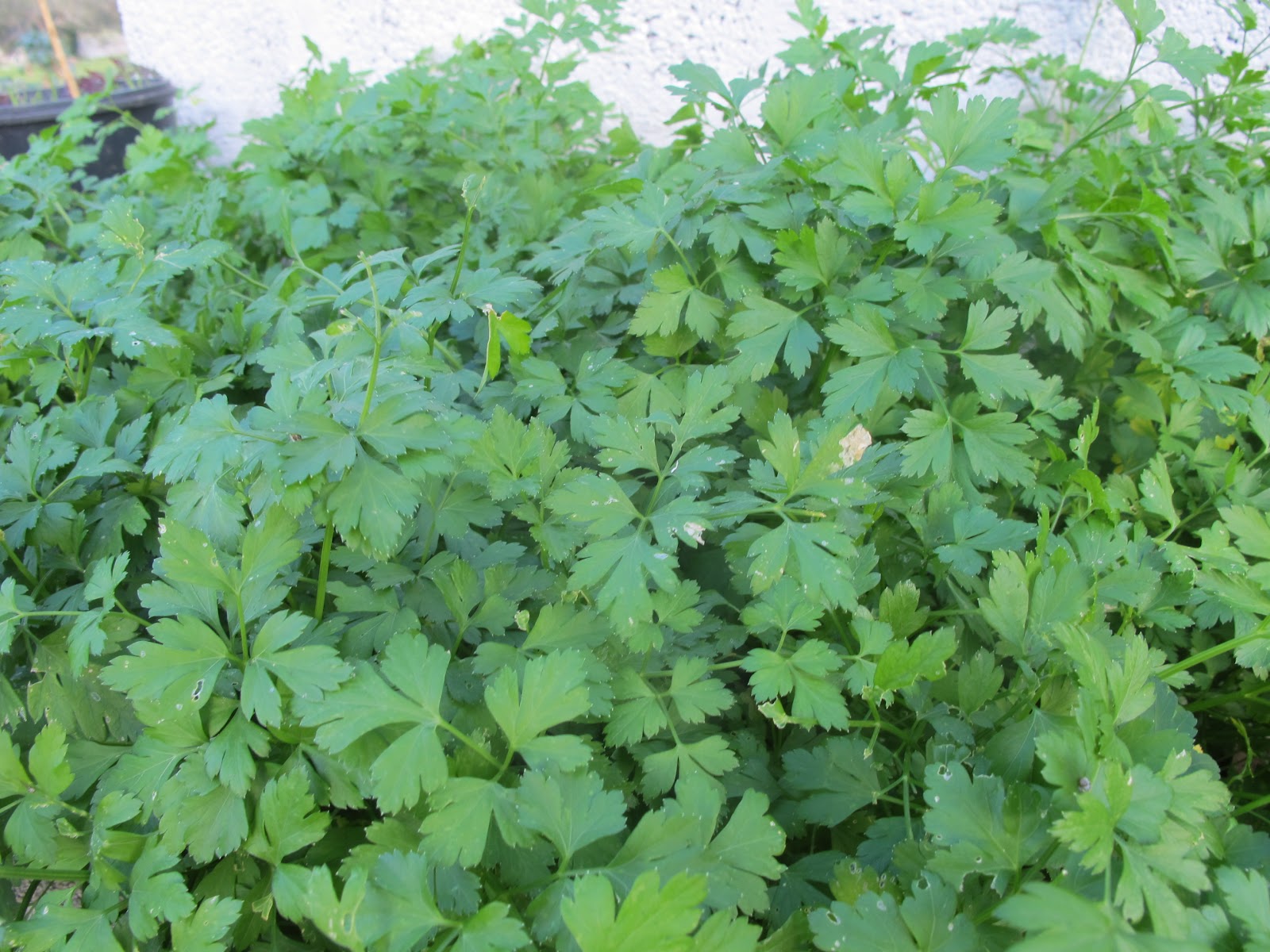 FLORA NEL SALENTO e.. anche altrove: Petroselinum sativum Hoffm ...