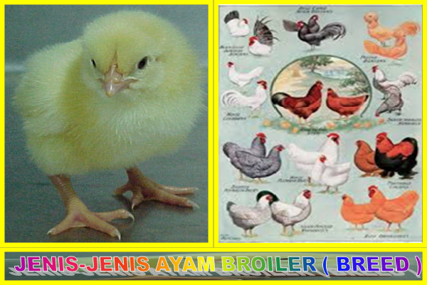 JENIS-JENIS AYAM BROILER ( BREED ) | Info Ternak Unggas