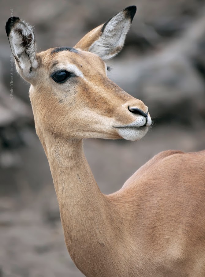 Azul pálido: Ruminantia, Pecora, Bovidae