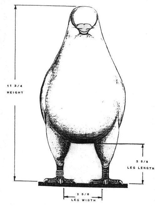 World of Pigeons and Doves: King Pigeon