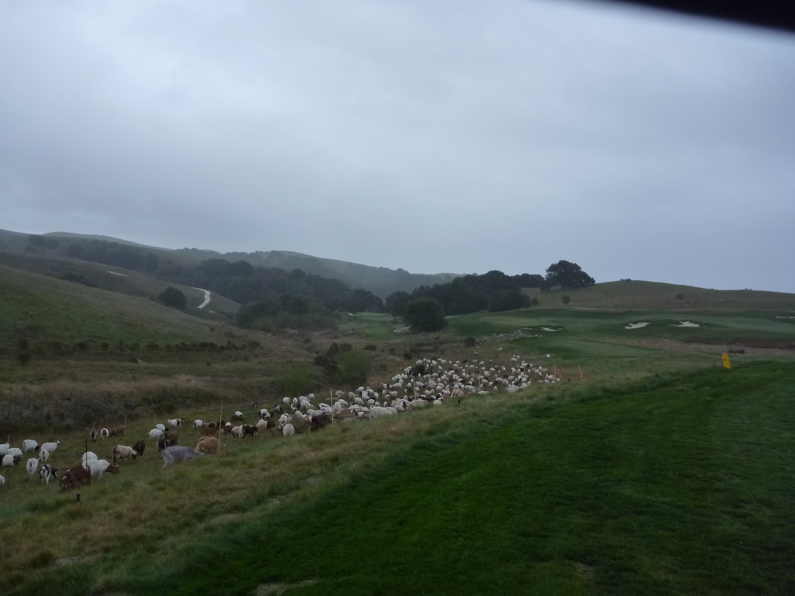 TPC Stonebrae Maintenance