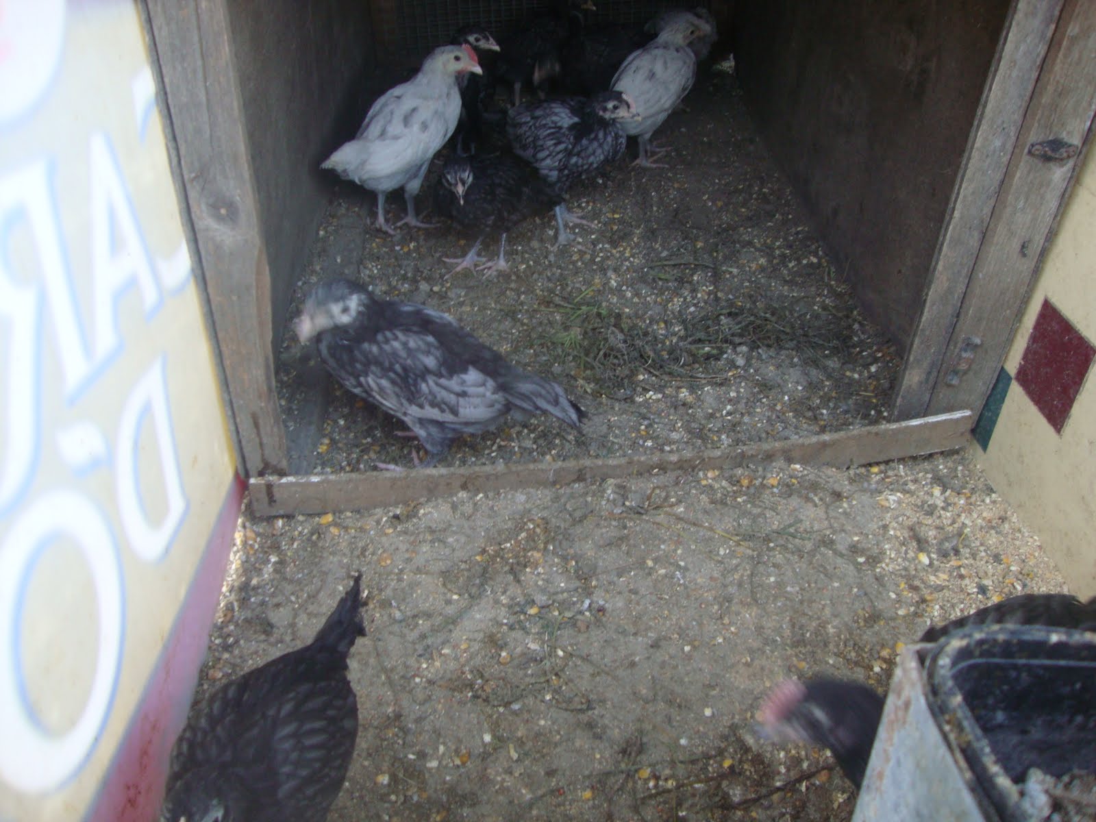 Mi corralito: Chicken blue andalusian