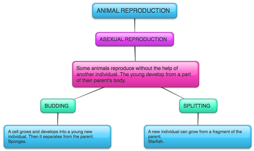 scienceclass5th: NAT. UNIT 3: THE ANIMAL KINGDOM