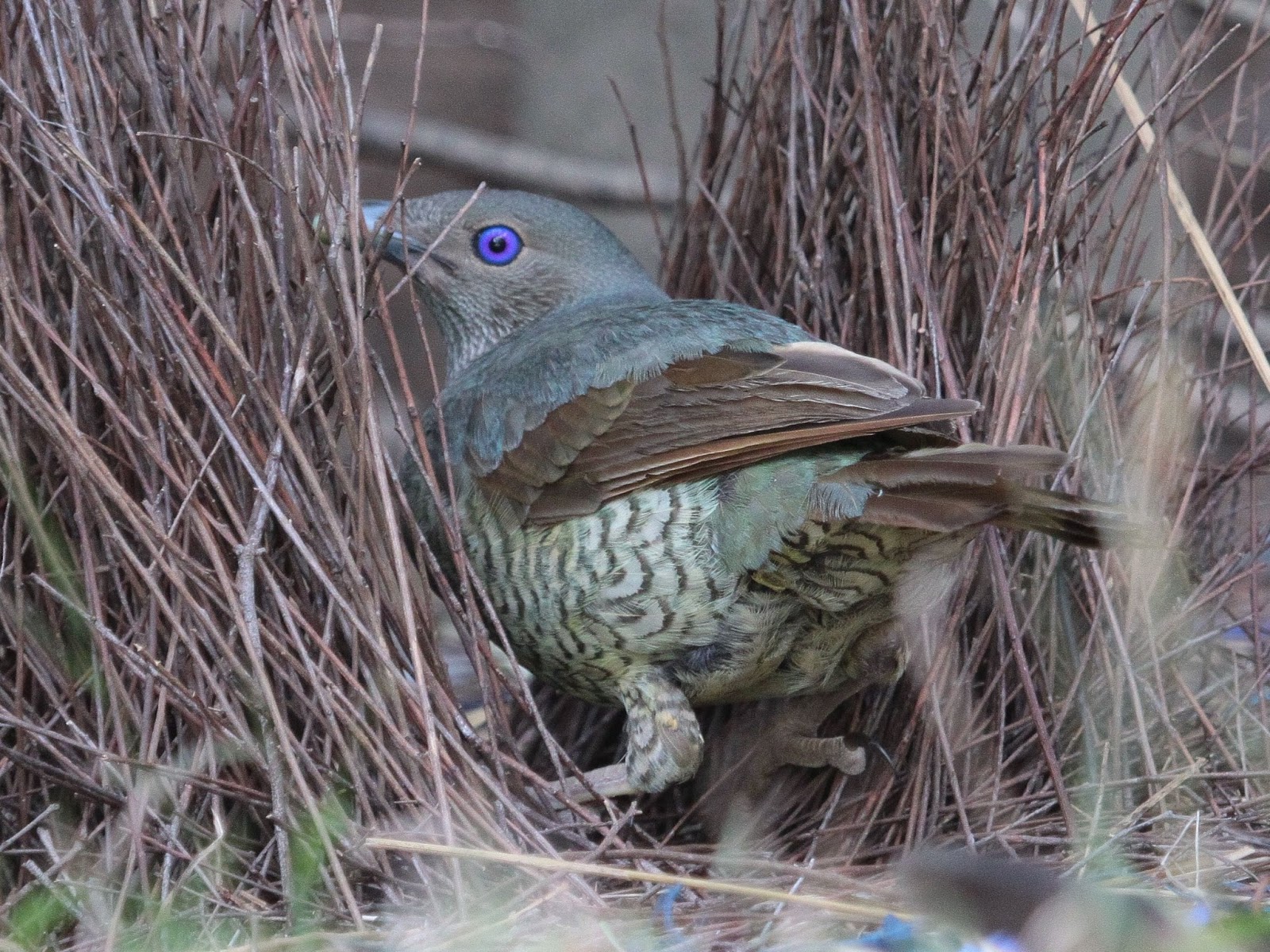 Richard Waring's Birds of Australia: Wee Jasper NSW Birds Part 1 ...