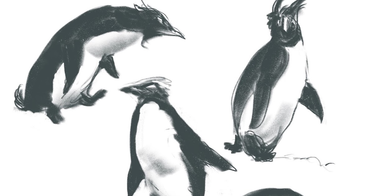 Gesture Drawings: Rockhopper penguins [birds]
