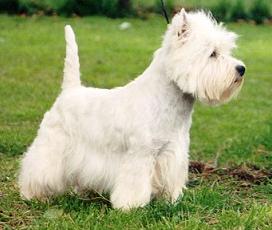 El maravilloso mundo de los Terriers: Pelado de Westy Highland White ...
