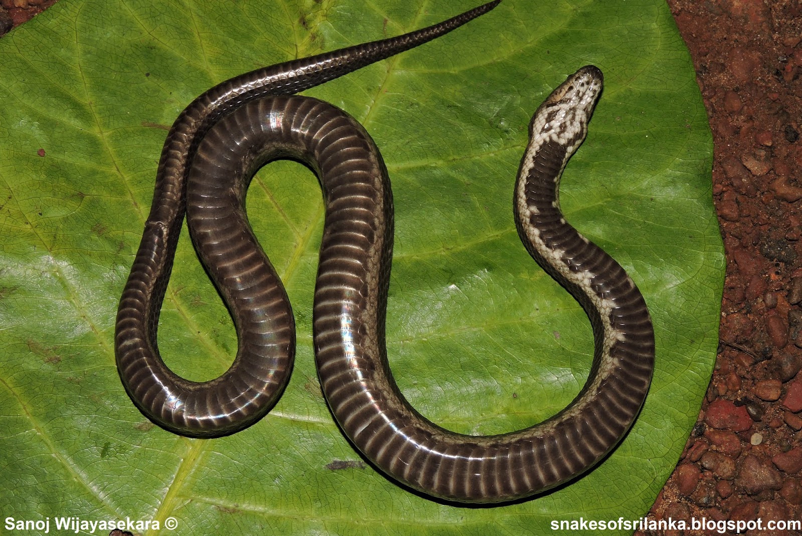 Dog-Faced Water Snake/කුණුදිය කලුවා (Cerberus rynchops-Schneider, 1799)