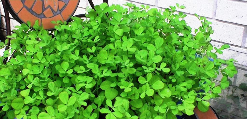 Vegetable Garden for the World: Growing Methi (fenugreek) in a Container.
