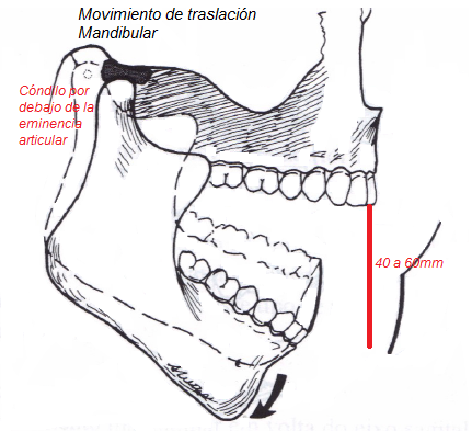 Facultad de Estomatologia: Biomecánica del Movimiento Mandibular