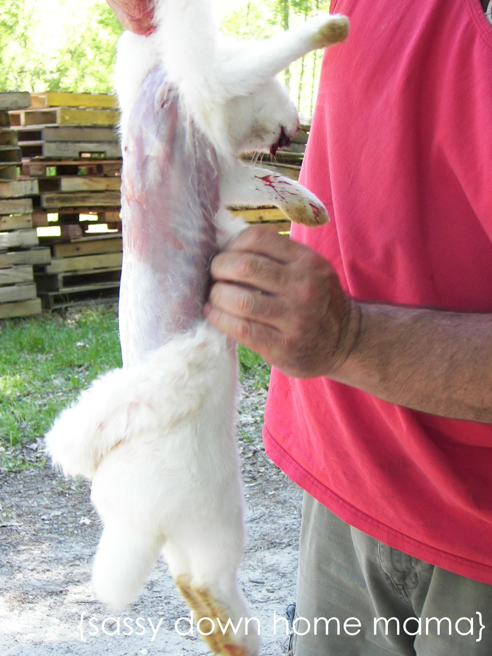 Sassy Down Home Mama: How To Butcher Meat Rabbits