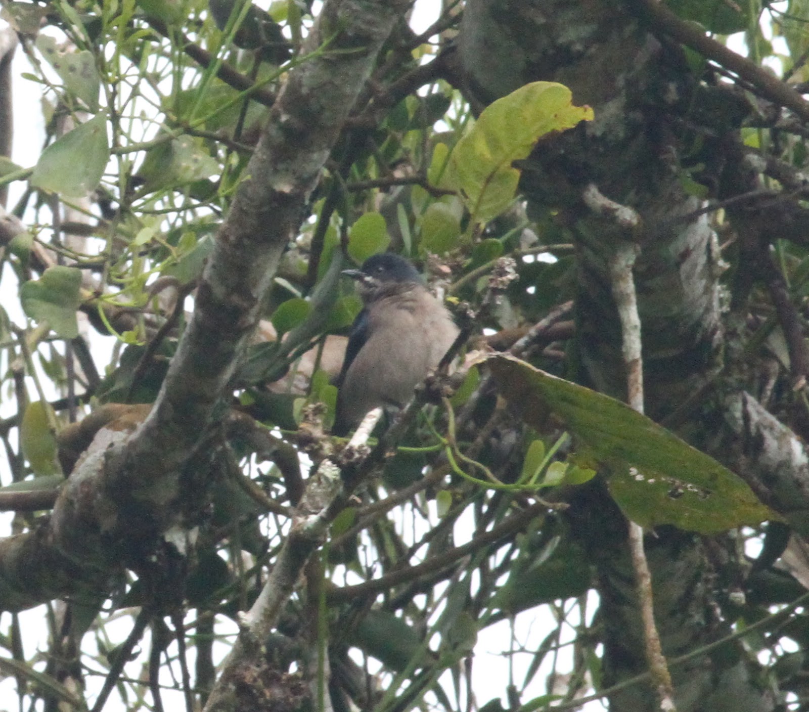 A Birder in The Philippines: Flowerpeckers of The Philippines