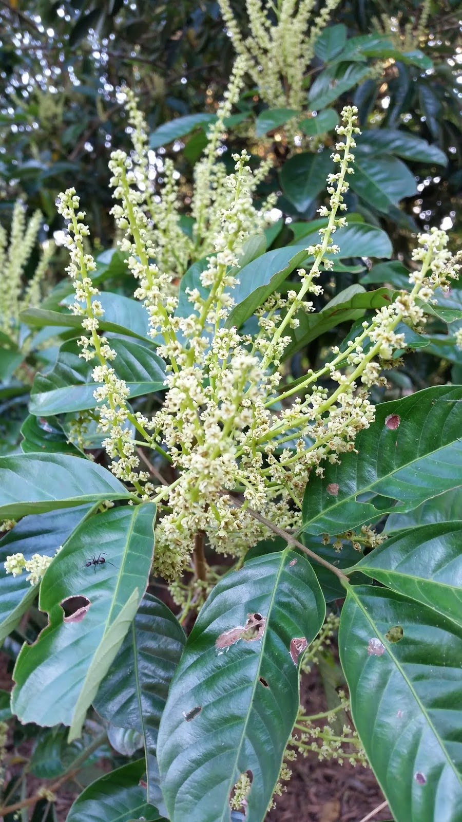 Warisan Petani: Pokok Pulasan Mula Berbunga