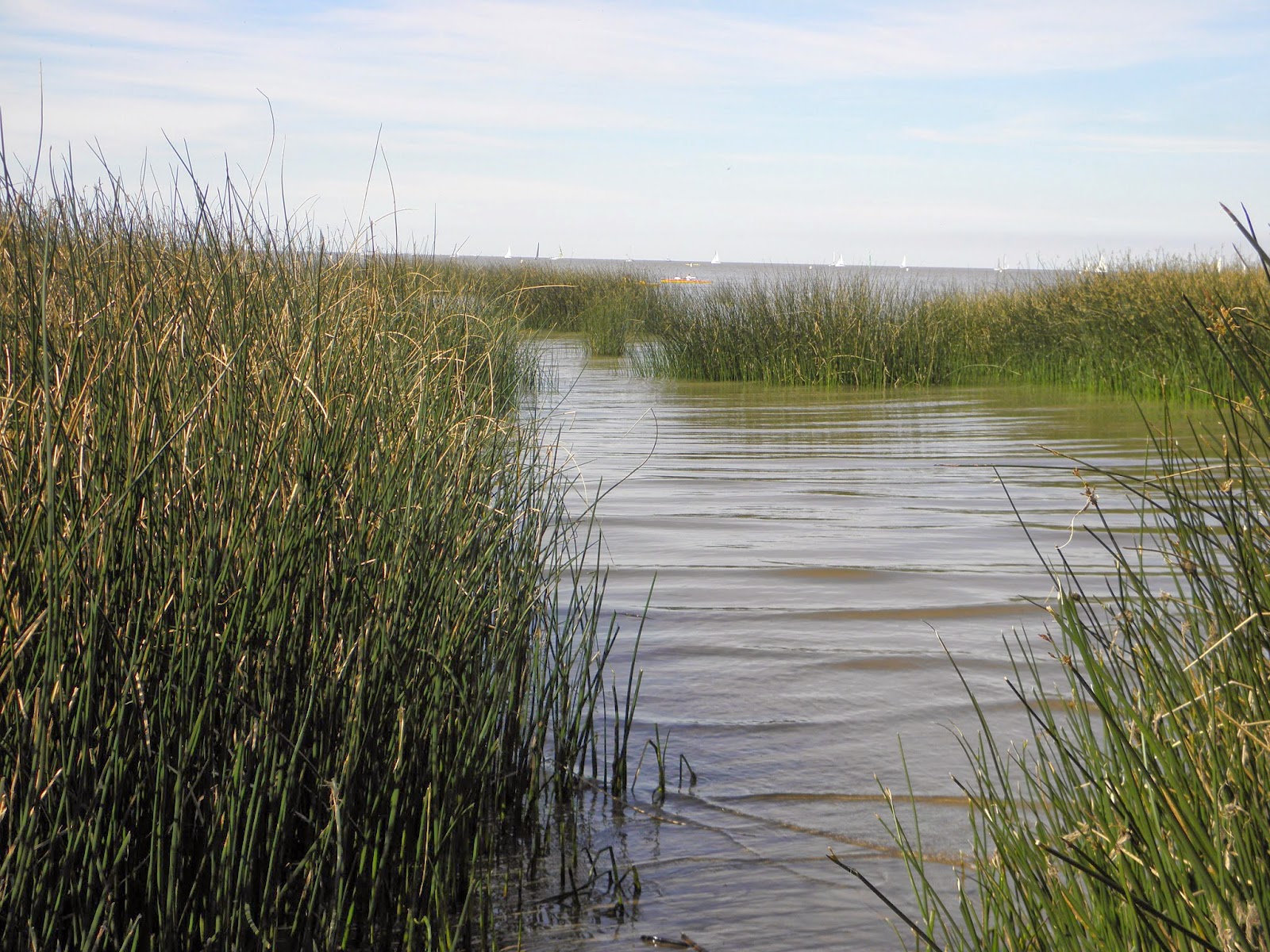 La Ciudad Silvestre: El Sietecolores y el juncal