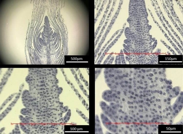 Tecnoneo: iMicro amplia 800 veces cualquier imagen captada por tu ...