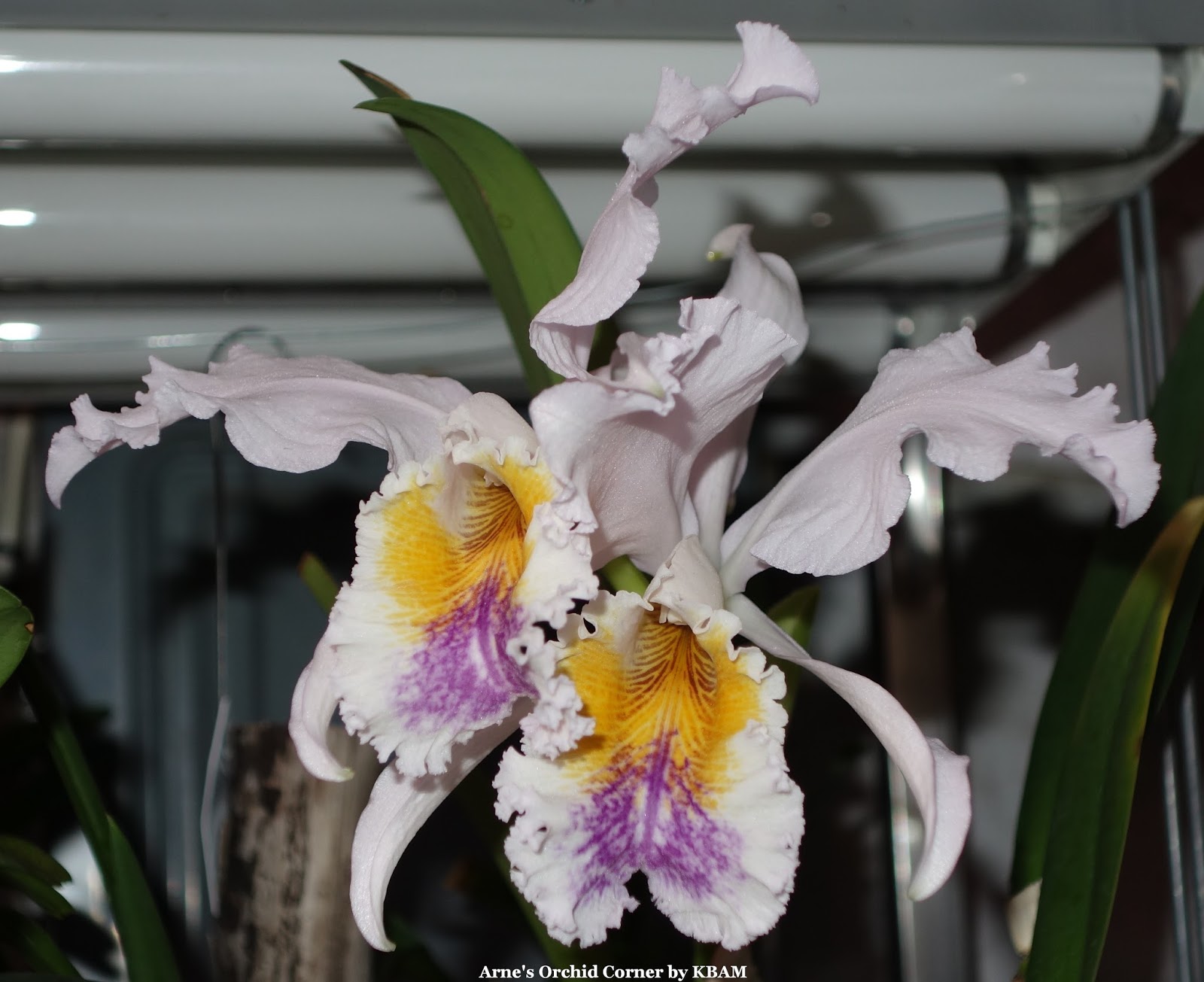 Arne's Orchid Corner: Orchid of the day: Cattleya mossiae f. semi-alba