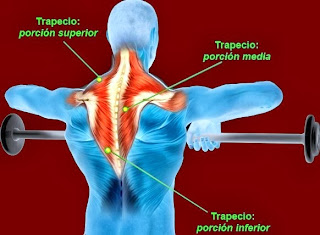 El blog de Francisco Gilo: El músculo Trapecio