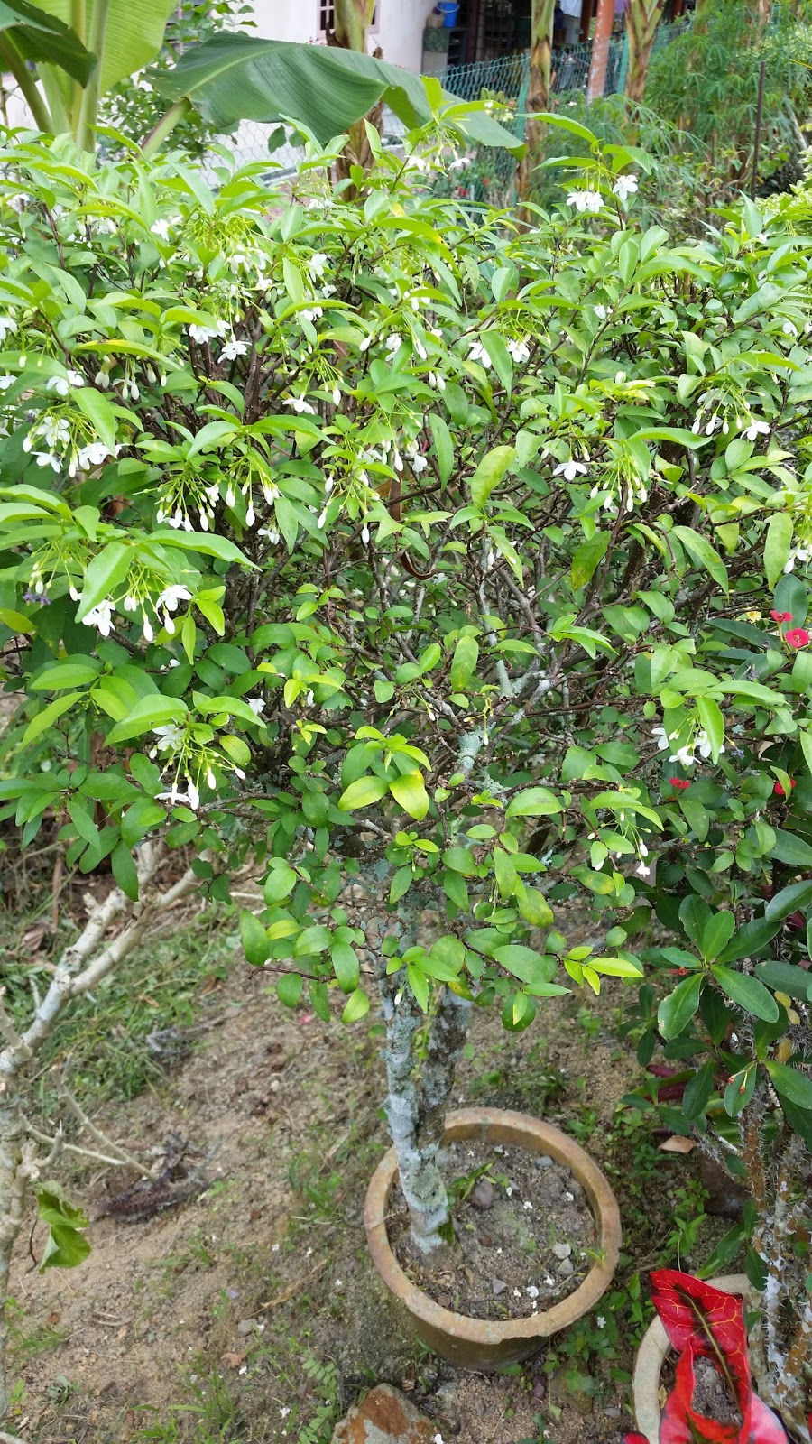 Warisan Petani: WW 75 : Bunga Santalia