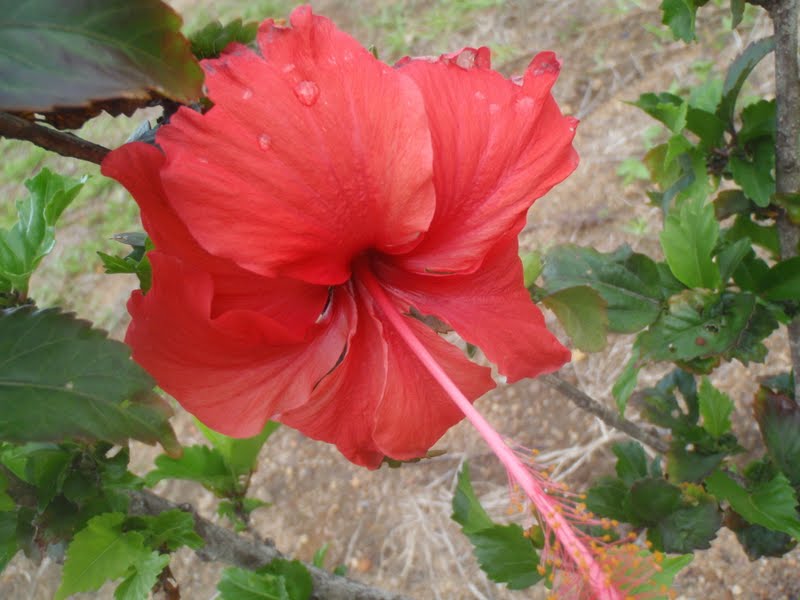 And so it begins: Trees, Flowers and Shrubs of Madagascar