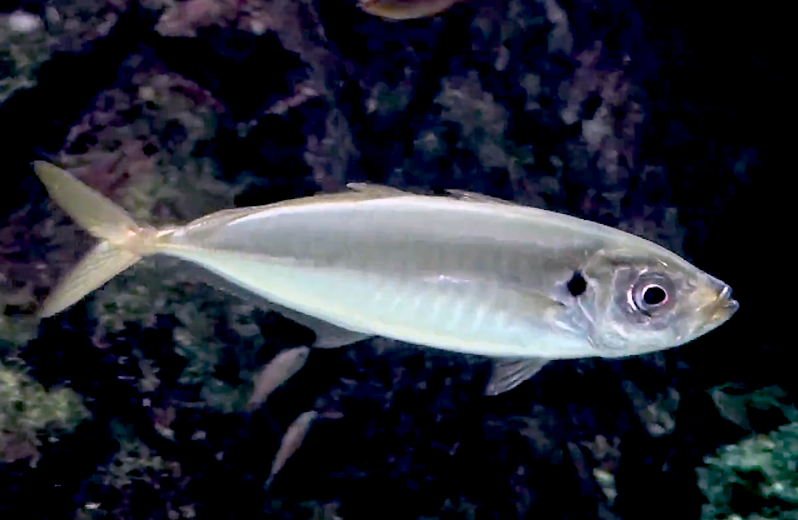 Aquarium Movies (Japan) archive 生きている魚図鑑: マルアジ Japanese scad Decapterus ...