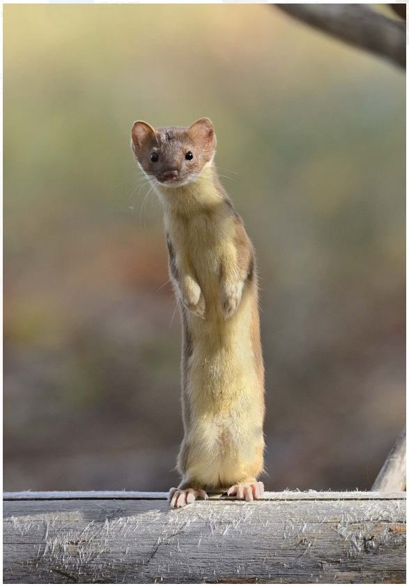 Las comadrejas están hechas para cazar - Libertad de Expresión Yucatán ...