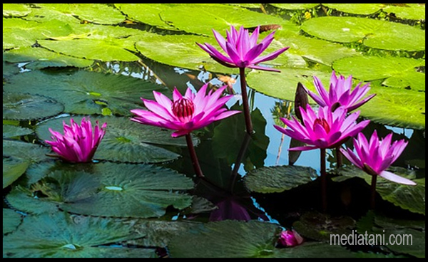 Tanaman Air Masih Eksis Di Pasar Tanaman Hias