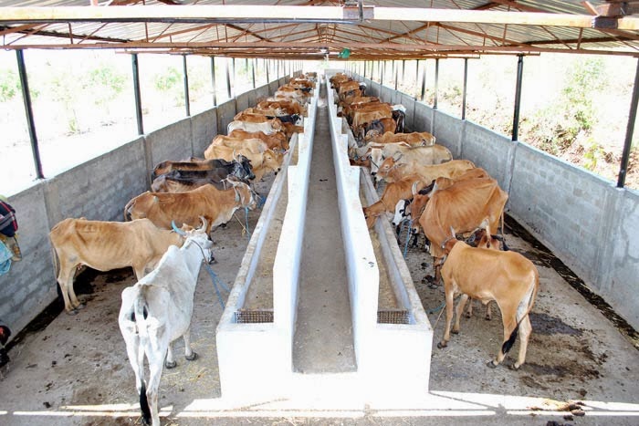 Dairy Farming: Latest Images for cattle shed