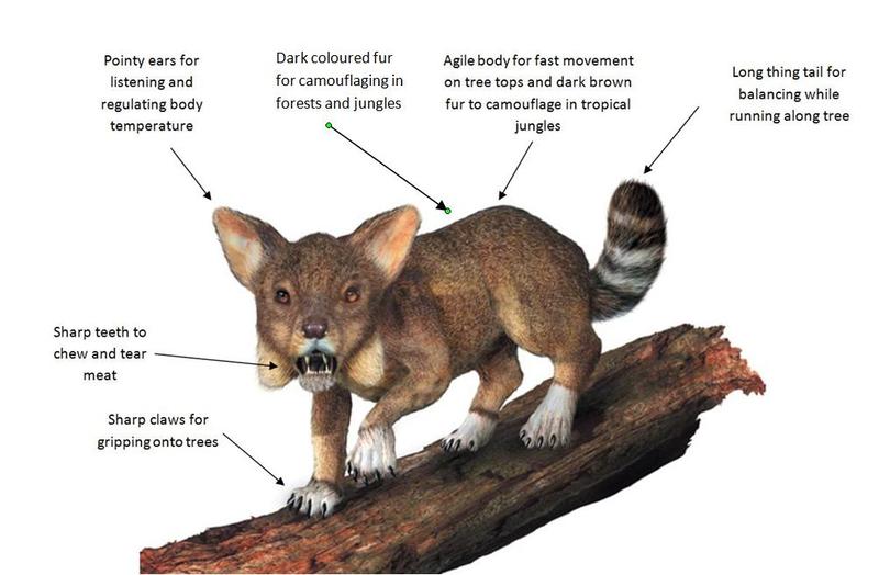 คาเฟ่แมว [cat cafe]: ต้นกำเนิดแมว