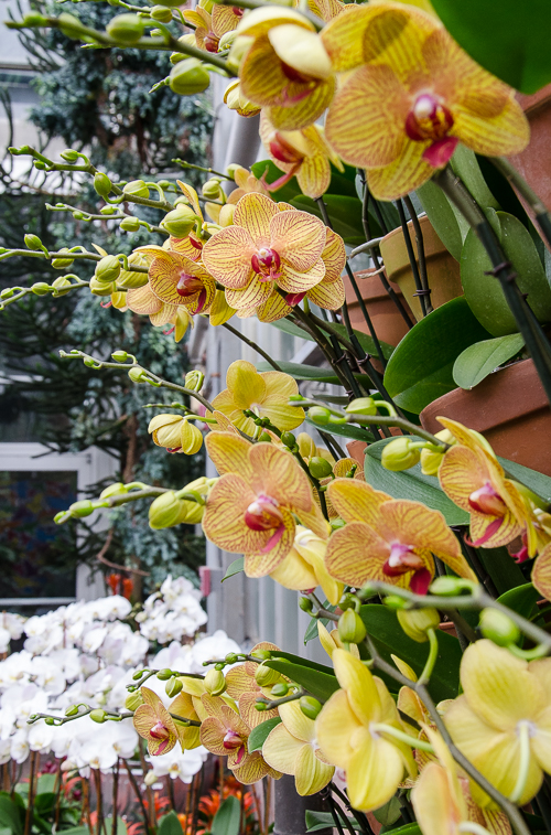 The Orchid Column: The Orchids of Orchid Daze