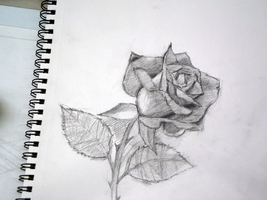 El Taller De Miguel Angel: Como dibujar una rosa