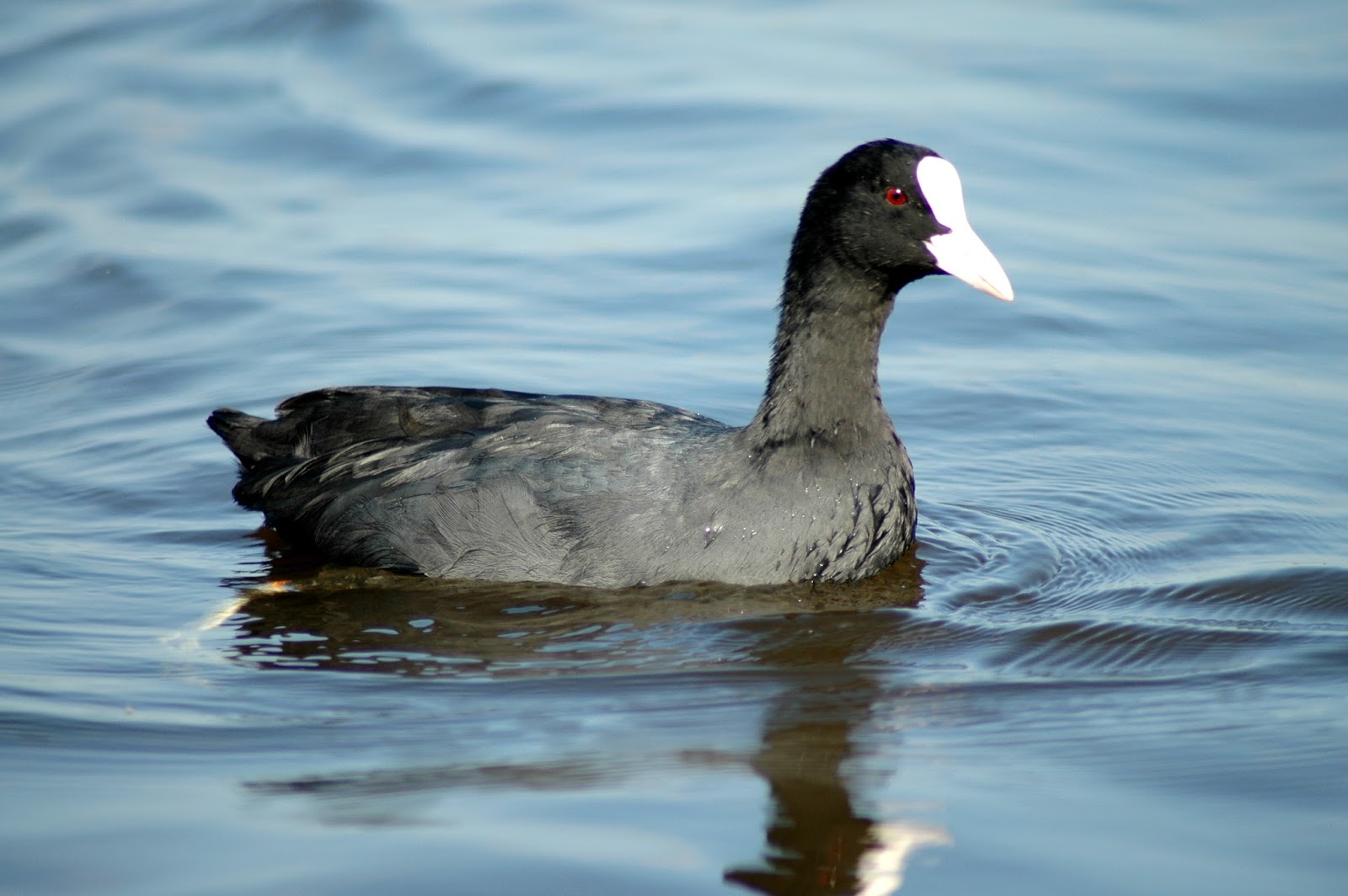 Vogels in de Oranjepolder (en ver daarbuiten): meerkoet