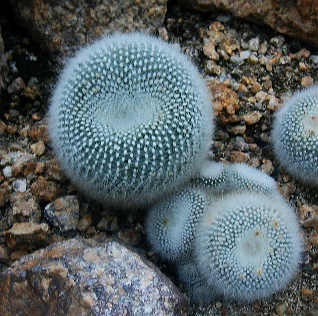 Naturwunder ...: Ein paar Kakteen...