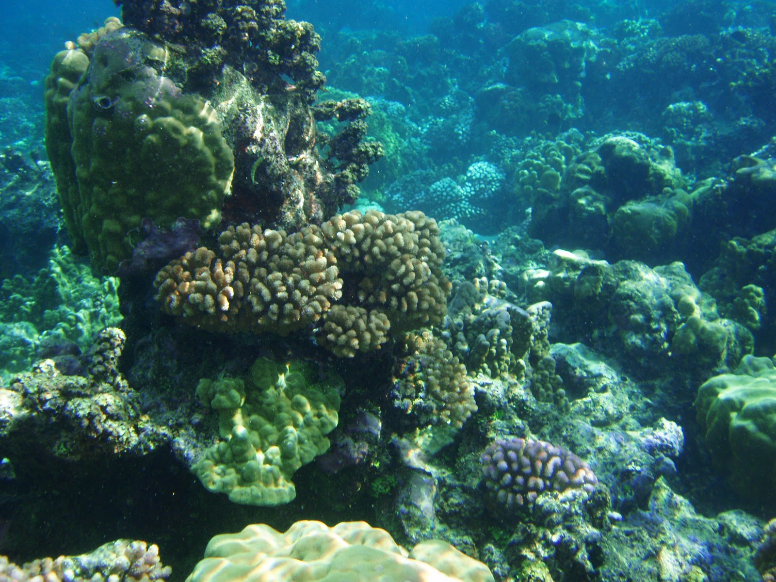 A VUELO DE UN QUINDE® - EL BLOG !!!!! .::::.: Science: Tropical Reefs ...