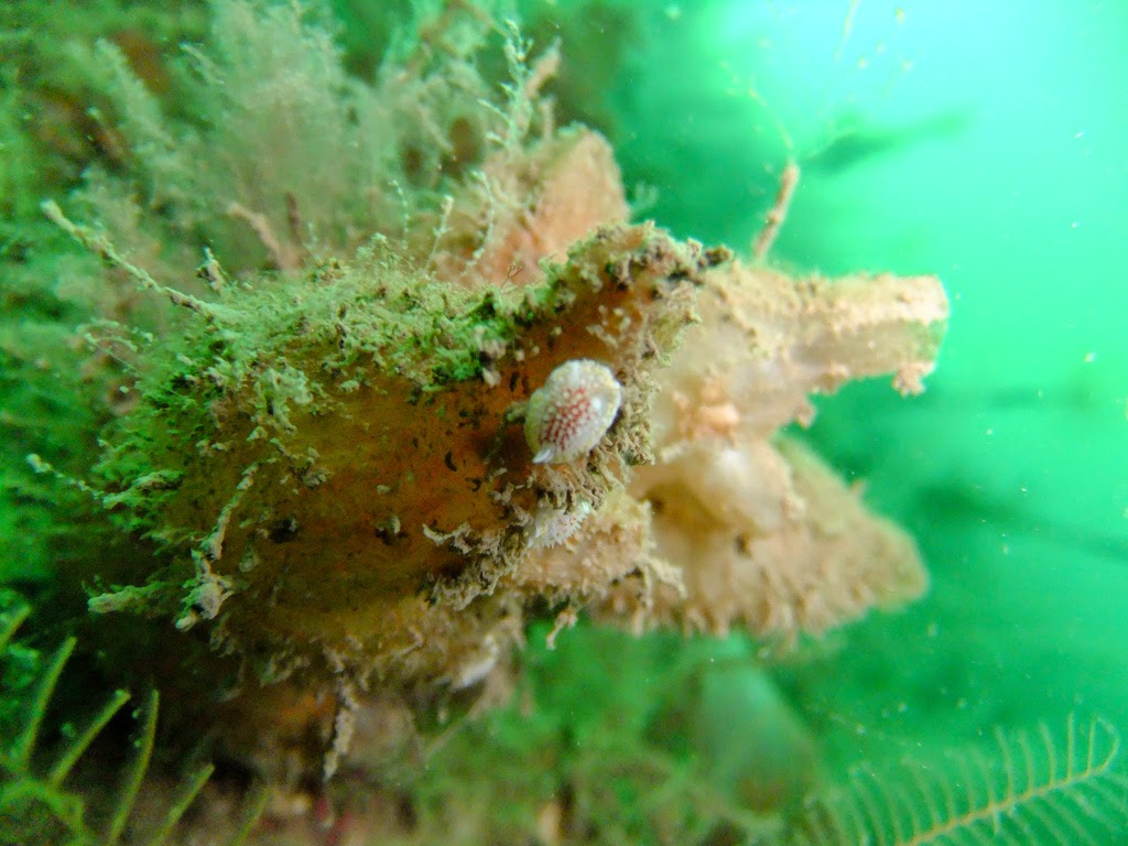 Species of UK: Week 47: Sea Slugs ('Nudibranch')
