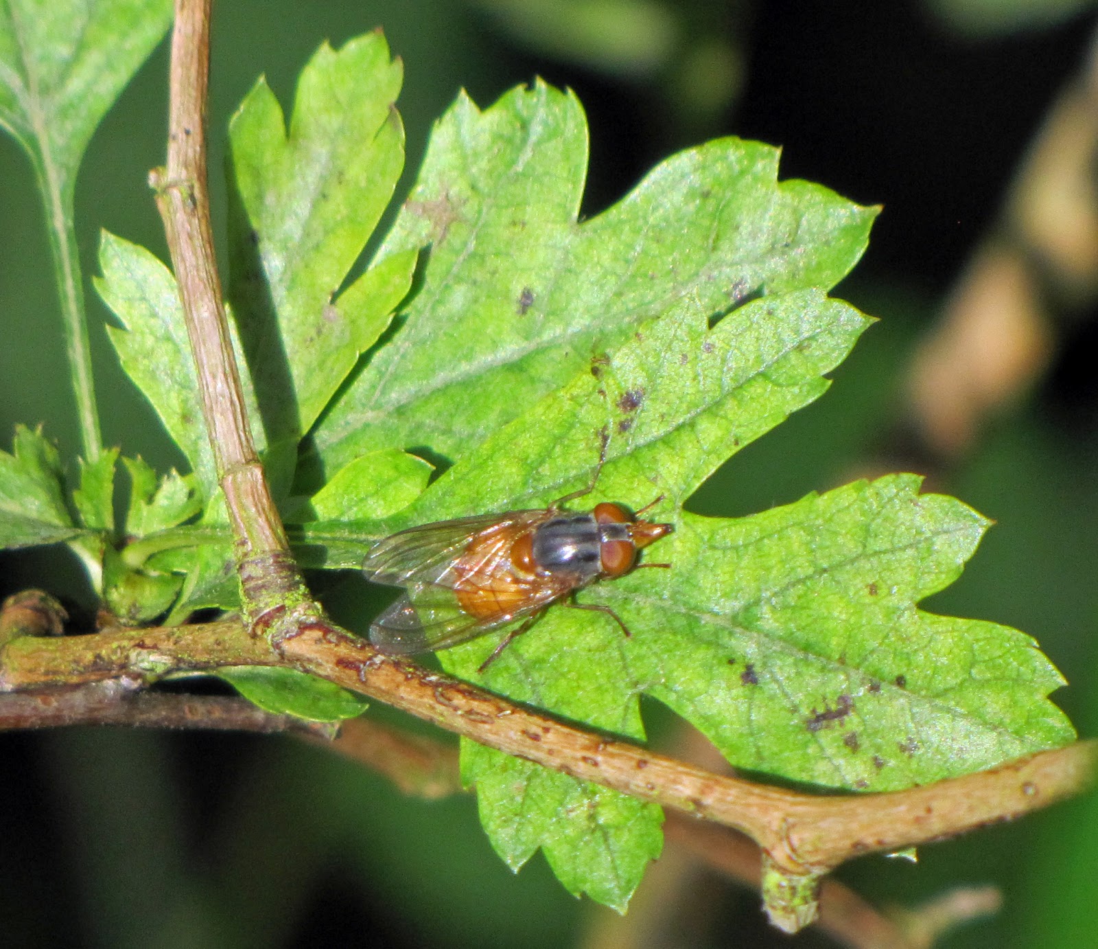 Northants Diptera: September 2012