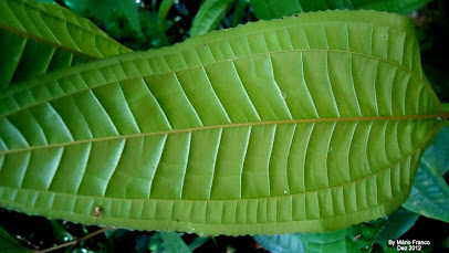 Meu Cantinho Verde: JACATIRÃO-AÇU - ( Miconia cinnamomifolia )