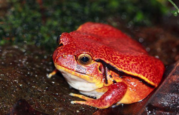 Animals of the world: Tomato Frog or Crapaud rouge de Madagascar