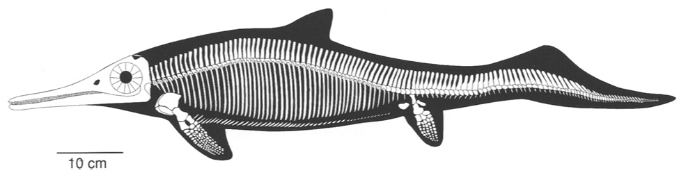 Escenarios prehistóricos: Mixosaurus